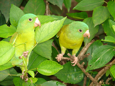 los pericos on emaze