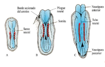Tercera Semana Histo at emaze Presentation