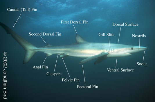 Bull Shark Diagram