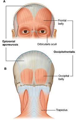 Occipitofrontalis Occipital Belly Face and Scalp at Ross University ...