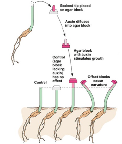 AGR519 CHAPTER 7.pptx on emaze