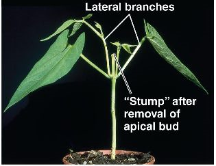 AGR519 CHAPTER 7.pptx on emaze