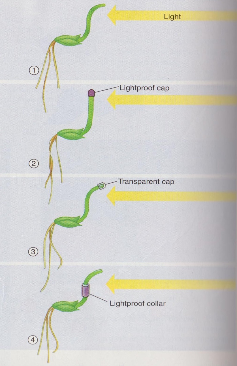 AGR519 CHAPTER 7.pptx copy1 at emaze Presentation