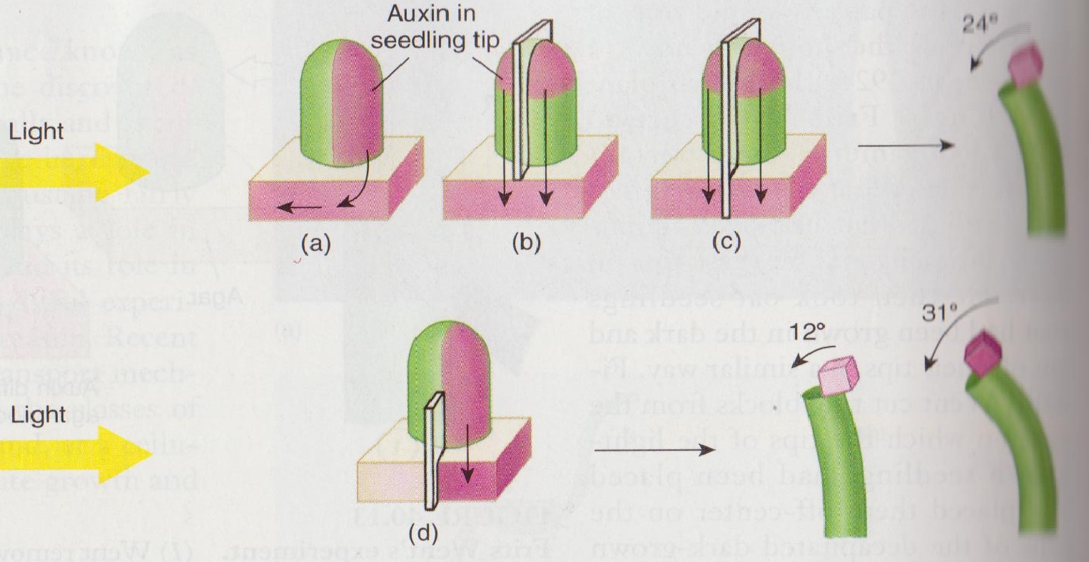 AGR519 CHAPTER 7.pptx at emaze Presentation