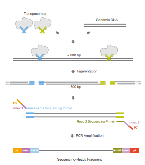 Nanopore Sequencing on emaze