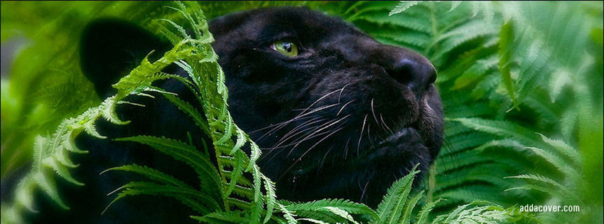 Black Panther on emaze