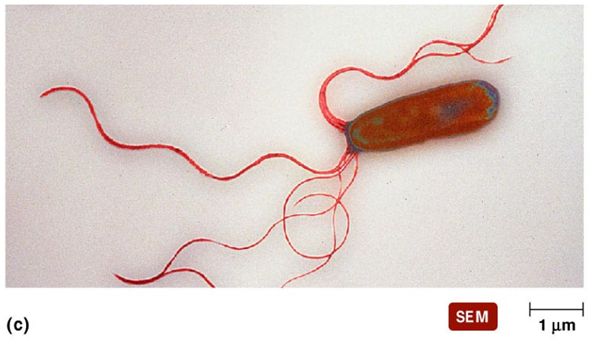 Micro 2 at emaze Presentation