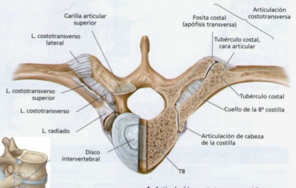 Protocolo TC on emaze