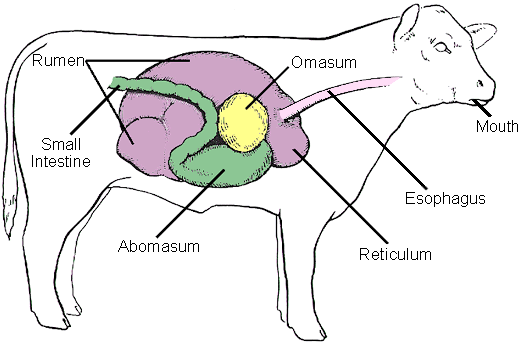 Animal Digestive Systems on emaze