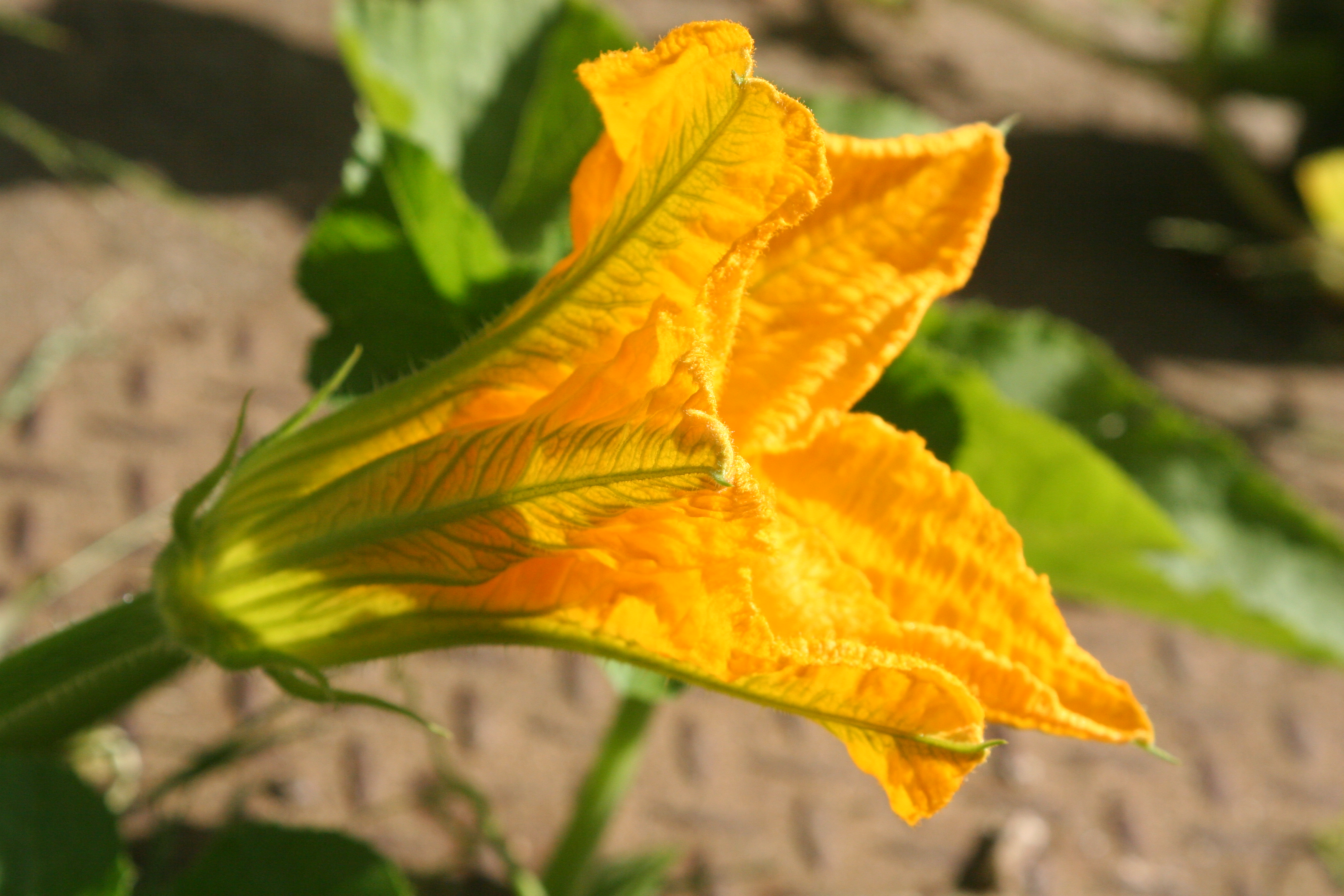 Perfect/Imperfect Flowers on emaze