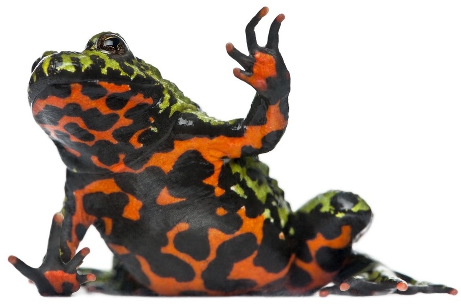 fire bellied toad on emaze