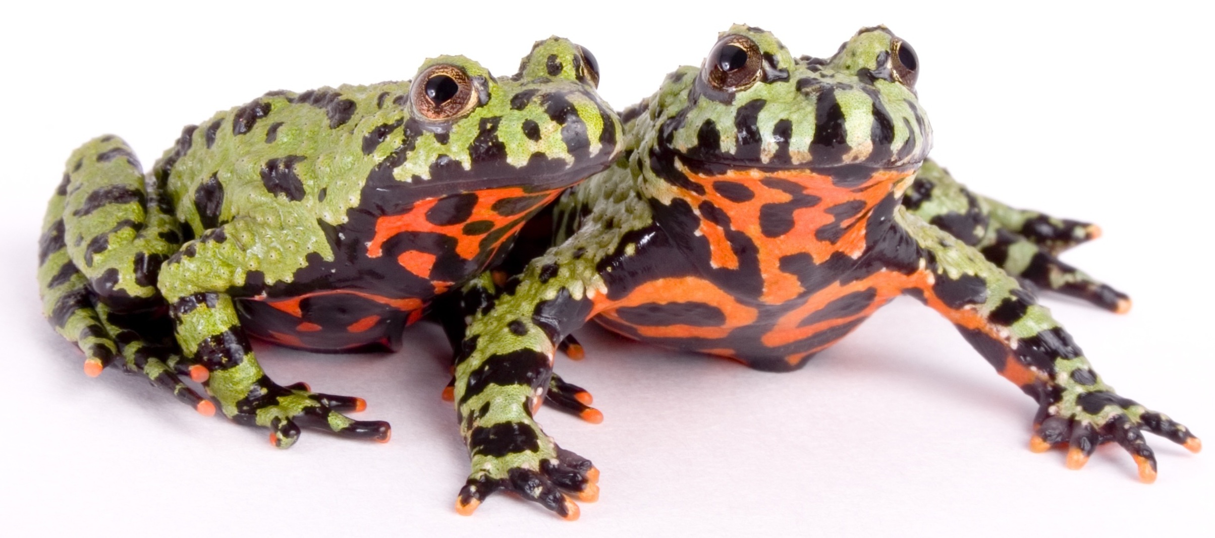 fire bellied toad at emaze Presentation