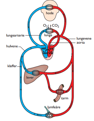 Biologi on emaze