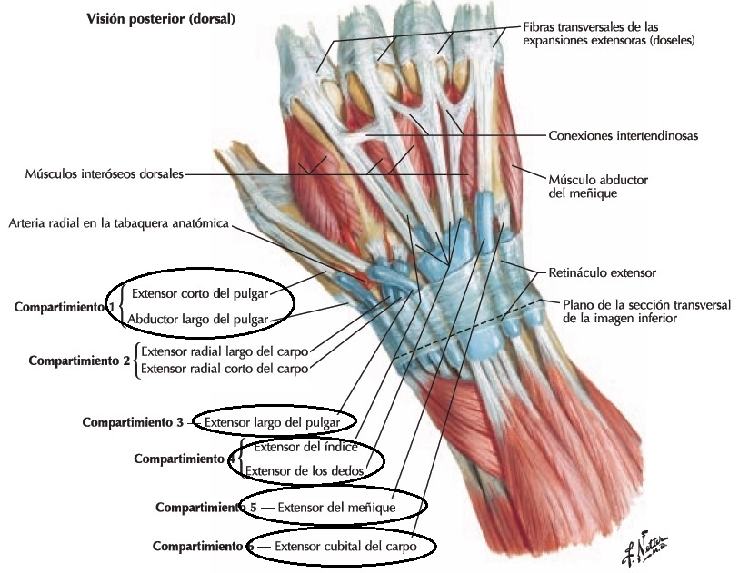 Biomecánica de la respoteria at emaze Presentation