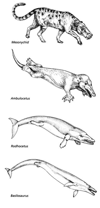 macroevolution.pptx at emaze Presentation