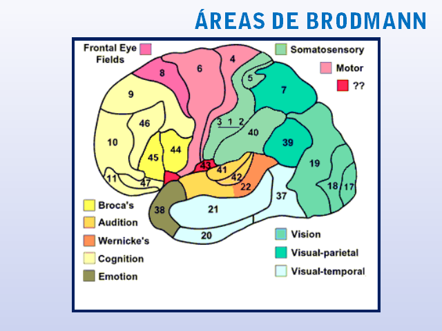 Lóbulo Temporal on emaze