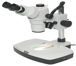HISTOPATH at emaze Presentation