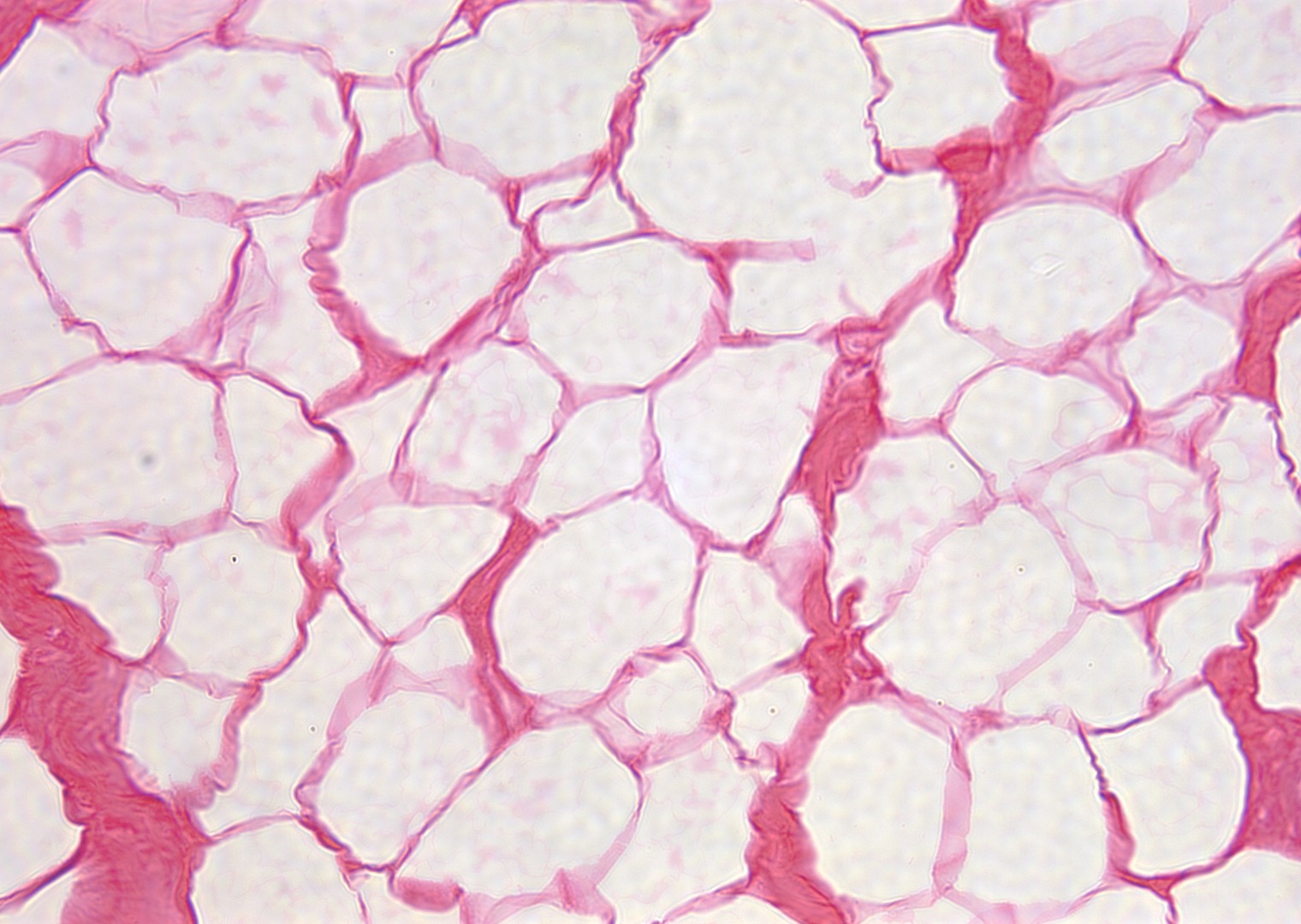 HISTOPATH at emaze Presentation