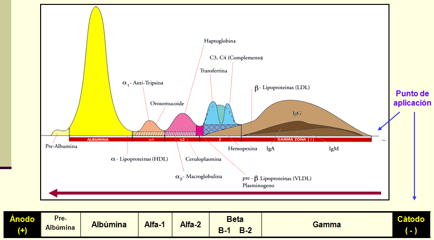 IMMUNOLOGIA MÉDICA: MIELOMA MÚLTIPLE on emaze