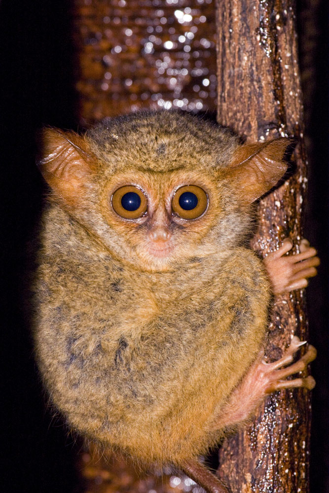 The Philippine Tarsier at emaze Presentation