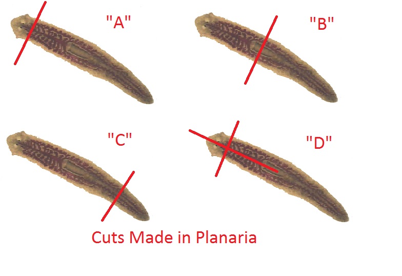 Regeneration in Planaria.pptx on emaze