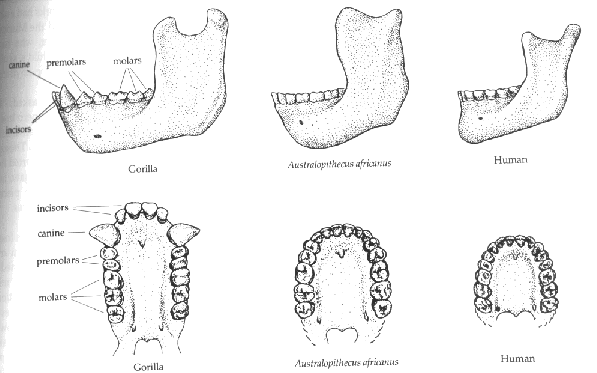 Human Origins and Evolution on emaze