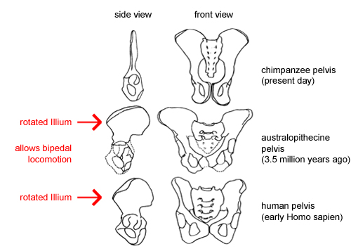 Human Origins and Evolution on emaze