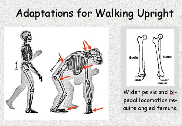 Human Origins and Evolution on emaze
