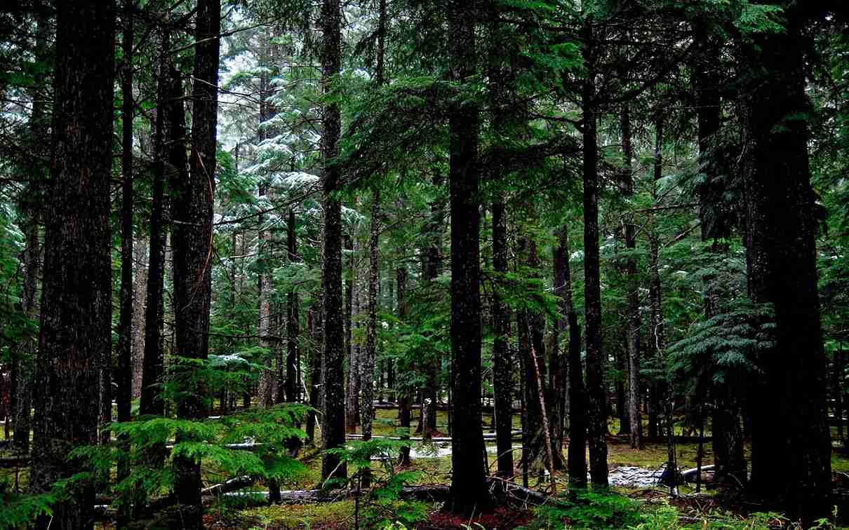 El bosque at emaze Presentation