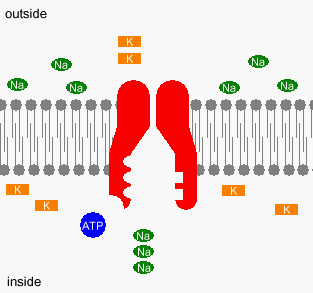 cell transport.pptx on emaze