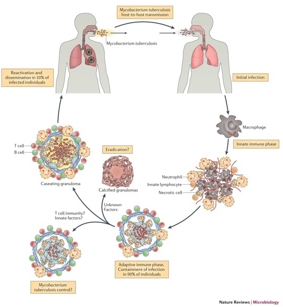 TUBERCULOSIS.pptx on emaze