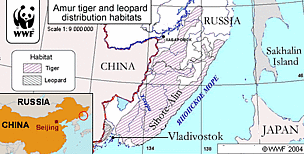The Amur Leopard at emaze Presentation