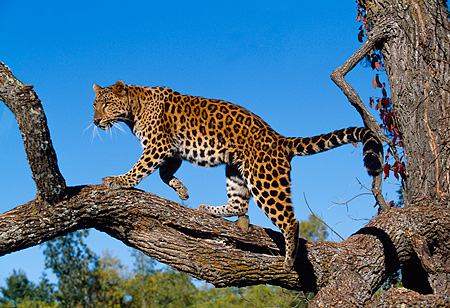 The Amur Leopard on emaze