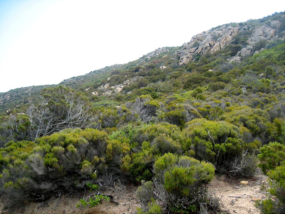 Vegetatietypes at emaze Presentation