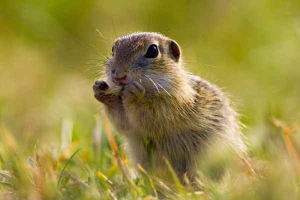 Mamifere at emaze Presentation