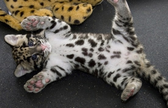 Baby Ocelot Kittens