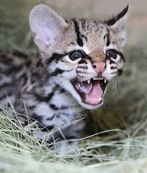 The Ocelot Cat at emaze Presentation