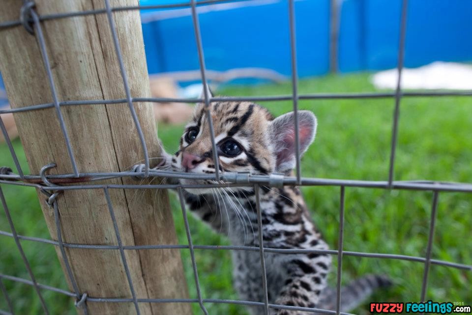 The Ocelot Cat at emaze Presentation