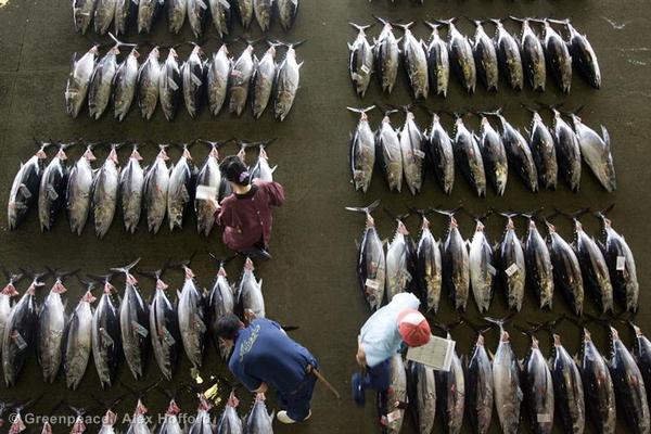 Overfishing Tuna 2 at emaze Presentation