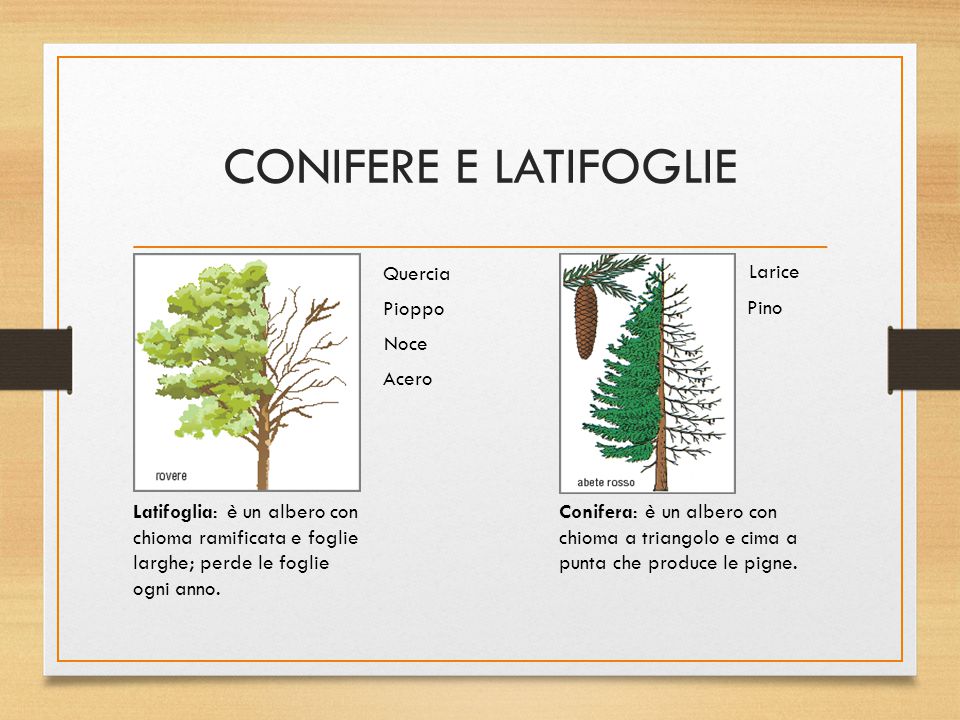 Il legno on emaze