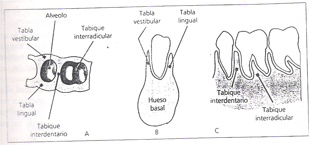 Hueso Alveolar on emaze