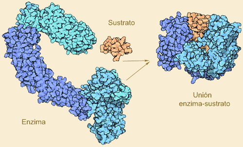 B4S9_BIOLOGÍA_ACT.02_CONTENIDO. on emaze