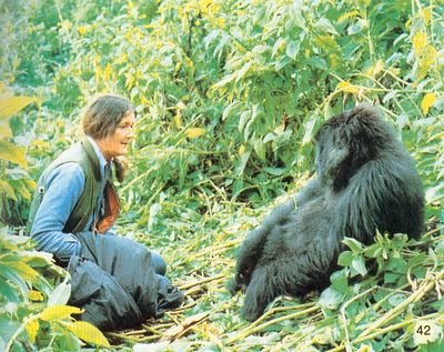 Dian Fossey at emaze Presentation
