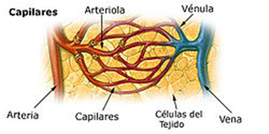 Fisiologia Cap 31 on emaze