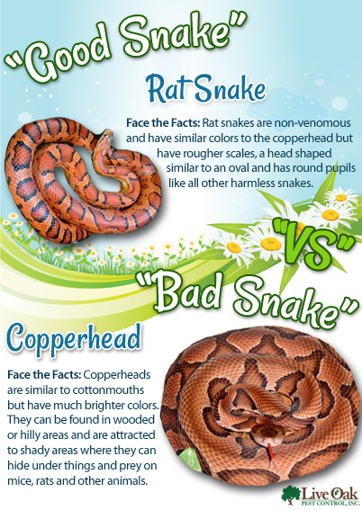 Good Snake Bad Snake at emaze Presentation