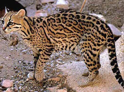 Ocelot Gallery on emaze