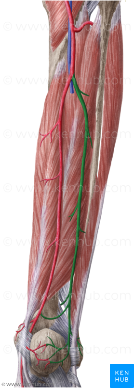 Arteria Peronea on emaze