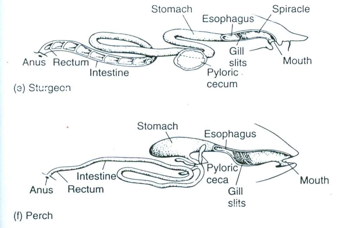Presentation Name on emaze