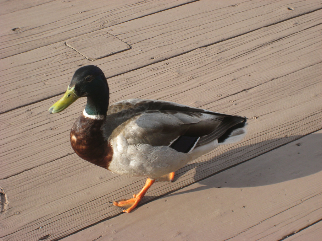 Mallard Duck at emaze Presentation