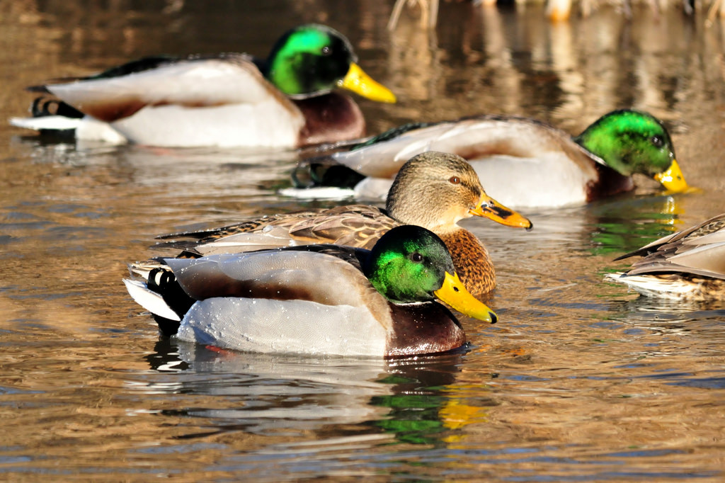 Mallard Duck at emaze Presentation